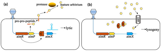 The Role of Quorum Sensing in Phage Lifecycle Decision: A Switch ...