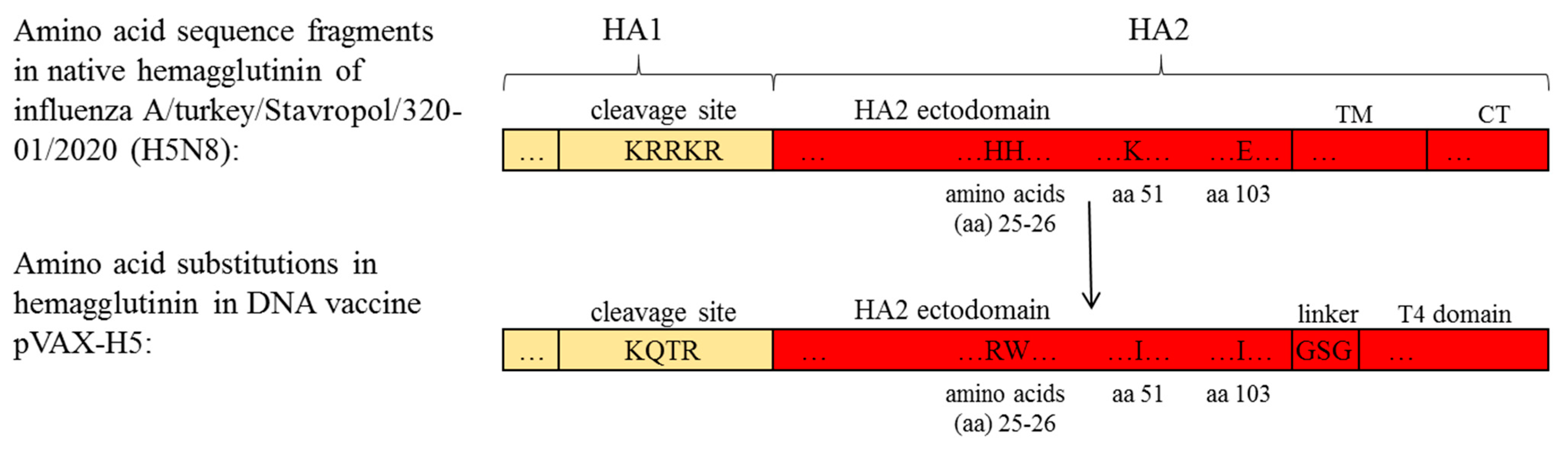 Dose-Dependent Effect of DNA Vaccine pVAX-H5 Encoding a Modified Hemagglutinin of Influenza A ...