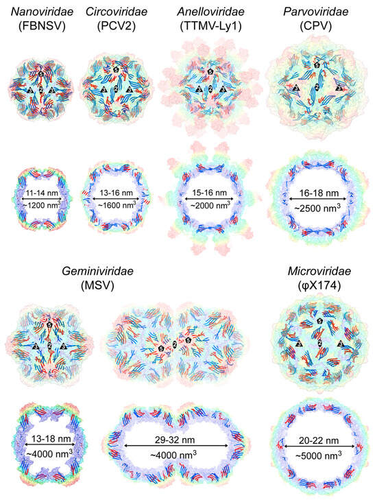 Structural Capsidomics of Single-Stranded DNA Viruses