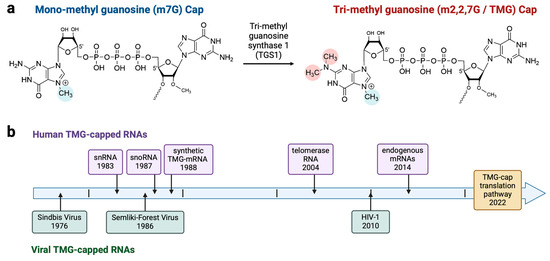 Emerging Roles of m7G-Cap Hypermethylation and Nuclear Cap-Binding Proteins in Bypassing ...