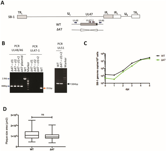 Tegument Protein pUL47 Is Important but Not Essential for Horizontal ...