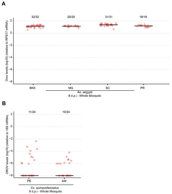 Oropouche orthobunyavirus in Urban Mosquitoes: Vector Competence ...