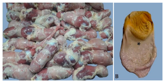 Diagnostic Findings of Transmissible Viral Proventriculitis Associated ...