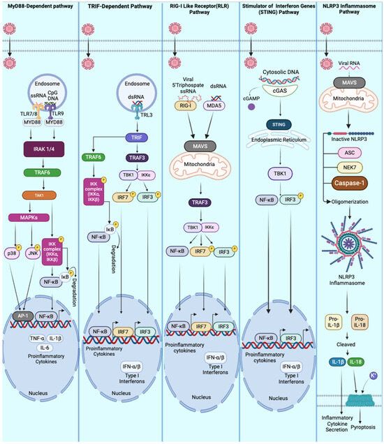 Chasing Virus Replication and Infection: PAMP-PRR Interaction Drives ...