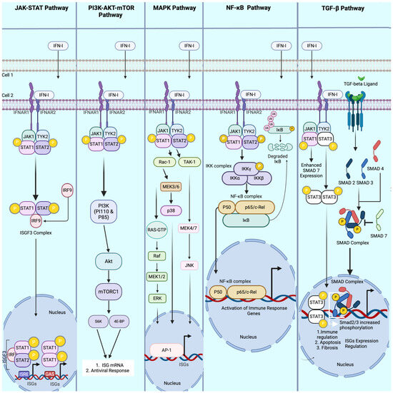 Chasing Virus Replication and Infection: PAMP-PRR Interaction Drives ...