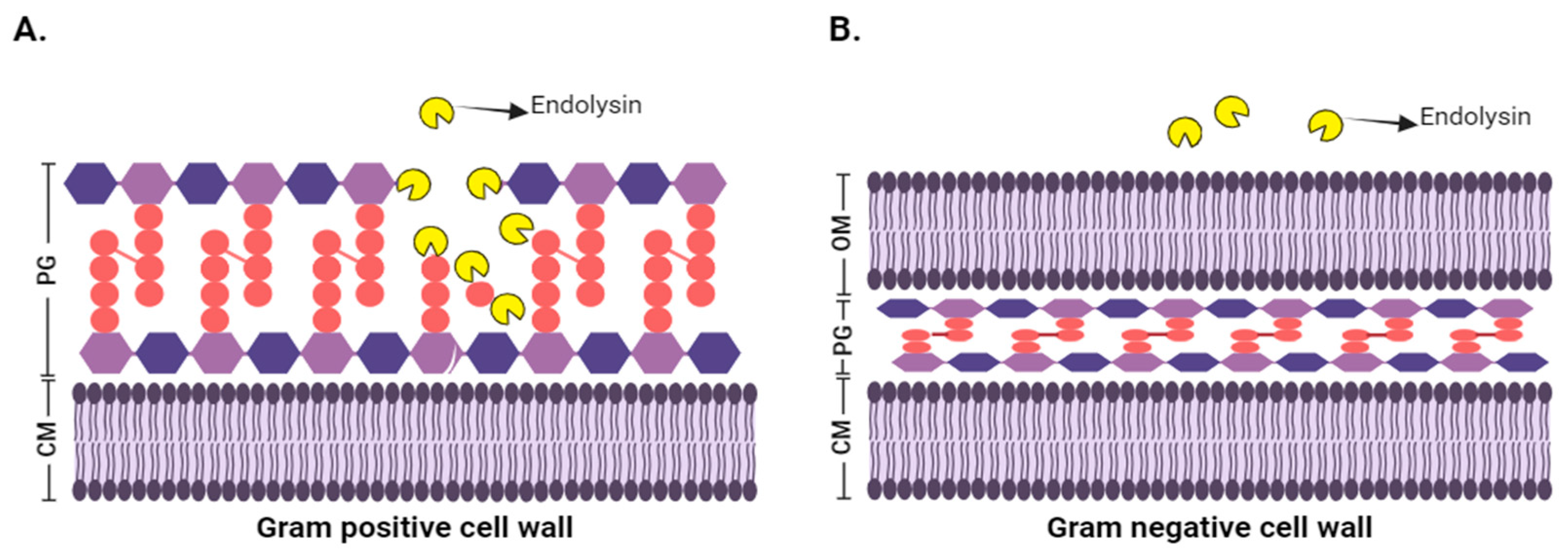 Phage Endolysins as an Alternative Biocontrol Strategy for Pathogenic ...