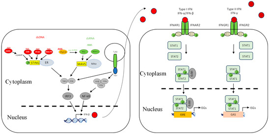 Innate Immune Sensing of Parapoxvirus Orf Virus and Viral Immune Evasion