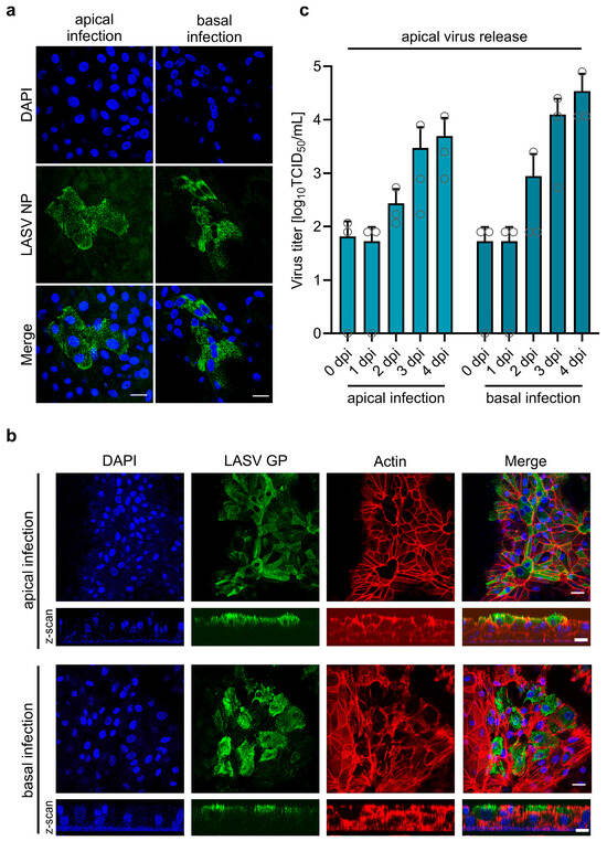 Lassa Virus Infection of Primary Human Airway Epithelial Cells