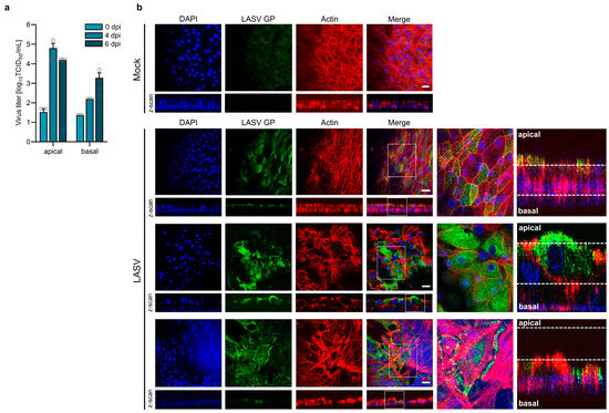Lassa Virus Infection of Primary Human Airway Epithelial Cells