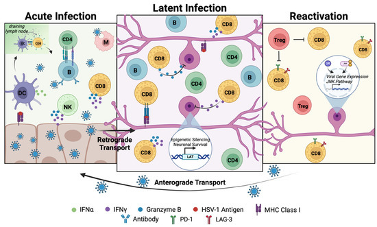 Immunological Control of Herpes Simplex Virus Type 1 Infection: A Non ...