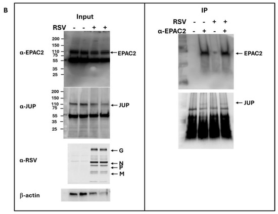 The Impact of EPAC2-Associated Junction Plakoglobin on Respiratory ...
