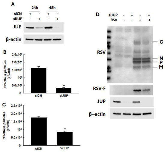The Impact of EPAC2-Associated Junction Plakoglobin on Respiratory ...