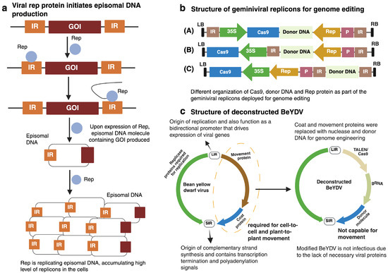 Attaining the Promise of Geminivirus-Based Vectors in Plant Genome Editing