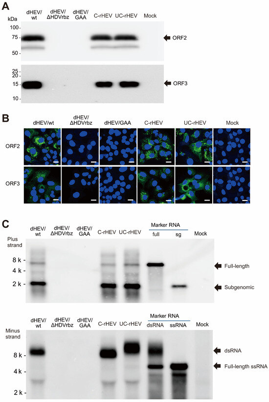 Plasmid-Based Reverse Genetics System Enabling One-Step Generation of ...