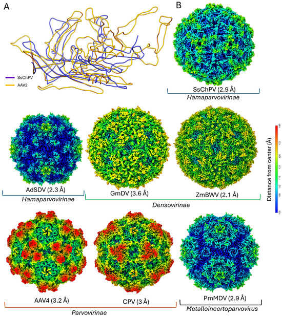 Capsid Structure of the Fish Pathogen Syngnathus Scovelli ...