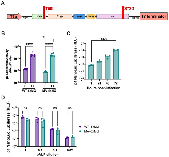 Development of a Pentacistronic Ebola Virus Minigenome System