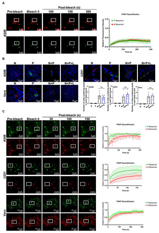 Construction of Minigenome Replicon of Nipah Virus and Investigation of ...