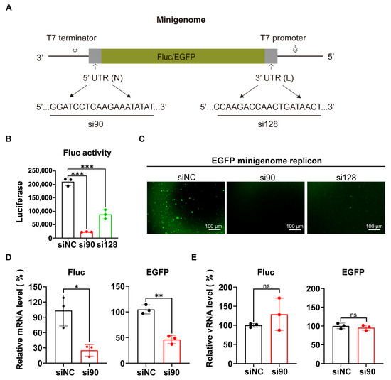 Construction of Minigenome Replicon of Nipah Virus and Investigation of ...