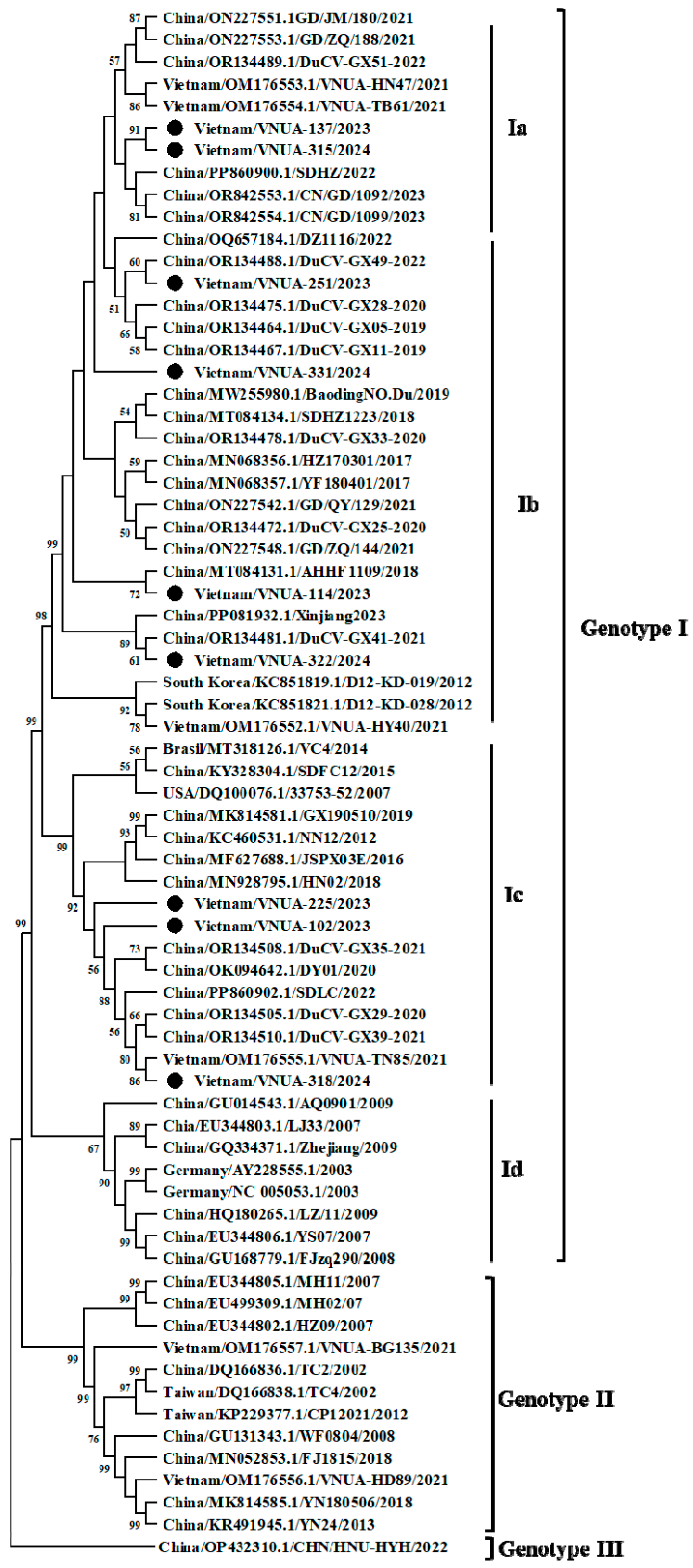 Characterization of an Emerging Recombinant Duck Circovirus in Northern Vietnam, 2023–2024