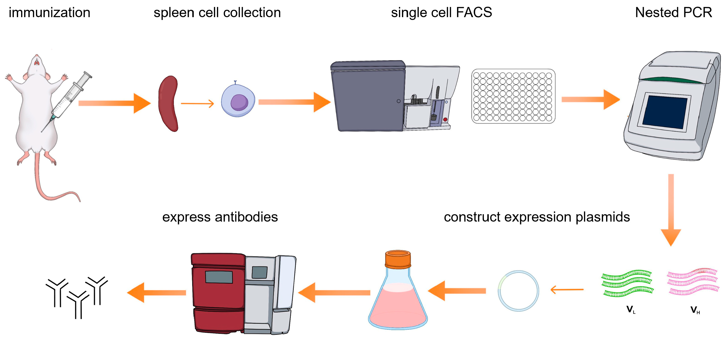 A Highly Specific Antibody-Based Assay for Nipah Virus AlphaLISA Detection