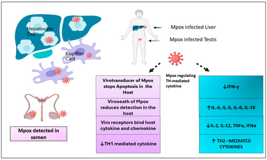 Mpox 2022 to 2025 Update: A Comprehensive Review on Its Complications ...