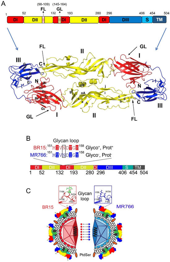 The Evolving Role of Zika Virus Envelope Protein in Viral Entry and ...