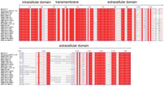 Identification of a Conserved Linear Epitope on the p54 Protein of ...