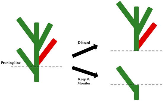 Rogueing or Rescuing? A Potential New Management Approach for Roses ...