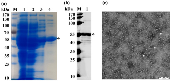 Development and Application of Indirect ELISA for IBDV VP2 Antibodies ...