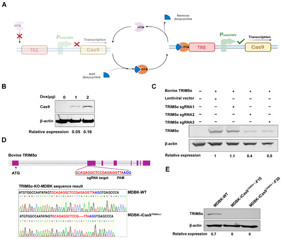 TRIM5α/Cyclophilin A-Modified MDBK Cells for Lentiviral-Based Gene Editing