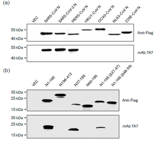 Designing Sandwich ELISA with Broadly Reactive Anti-Nucleocapsid ...