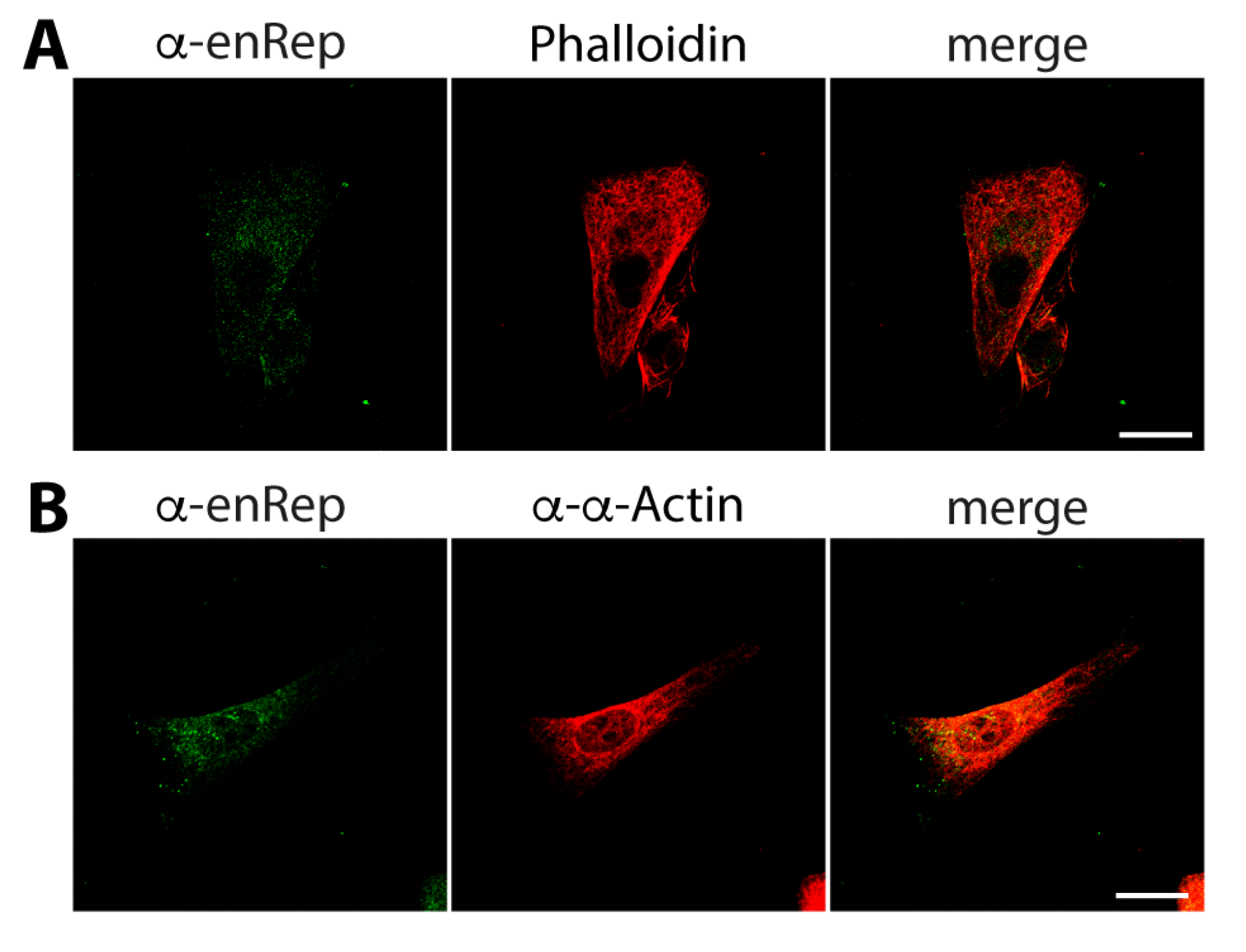 Expression and Localization of a New Parvovirus-Derived Protein in the ...