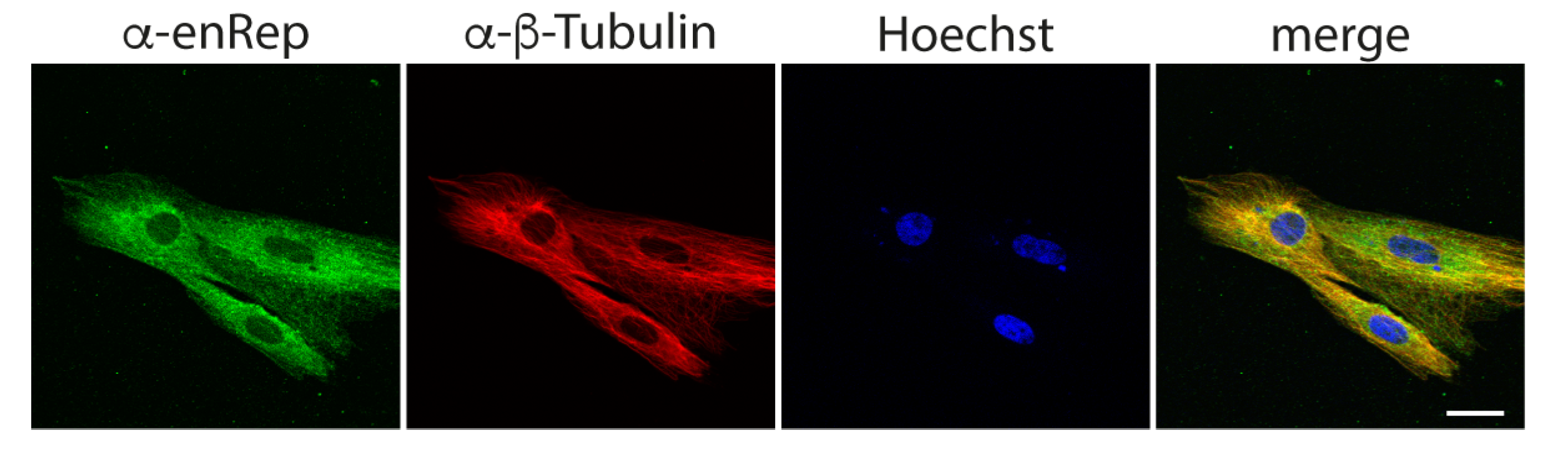 Expression and Localization of a New Parvovirus-Derived Protein in the ...