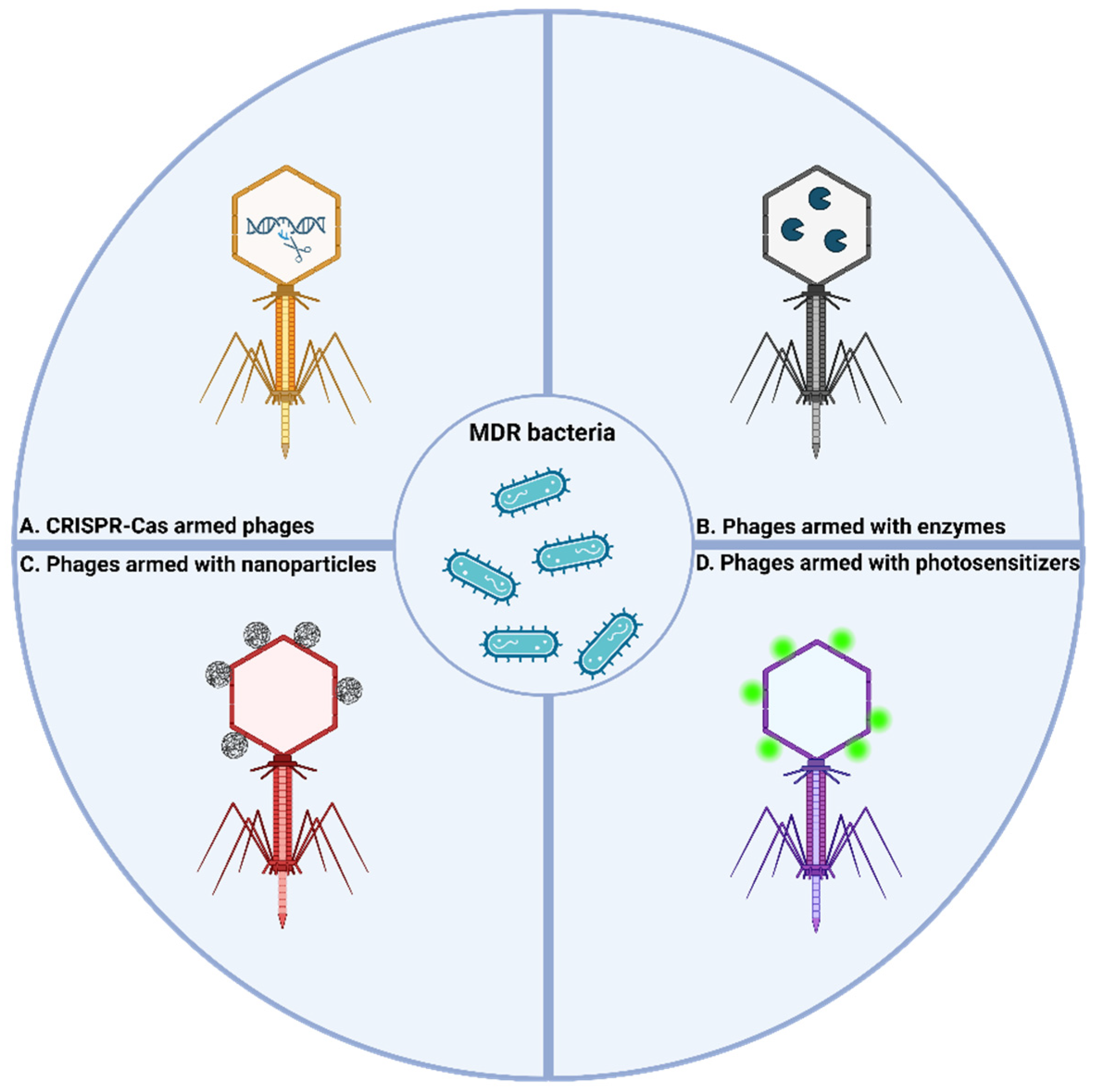 Armed Phages: A New Weapon in the Battle Against Antimicrobial Resistance