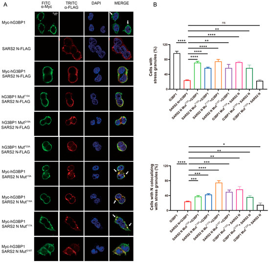 Beyond Stress Granules: G3BP1 and G3BP2 Redundantly Suppress SARS-CoV-2 ...