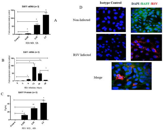 Respiratory Syncytial Virus Induces B Cell Activating Factor (BAFF) in ...