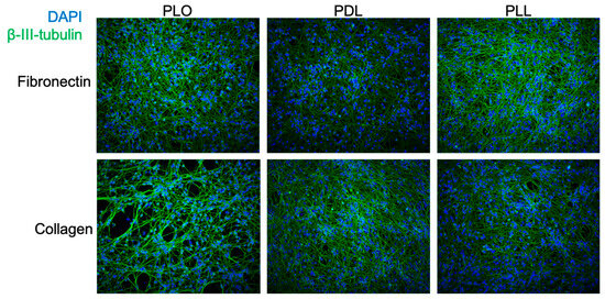 A More Rapid Method for Culturing LUHMES-Derived Neurons Provides ...