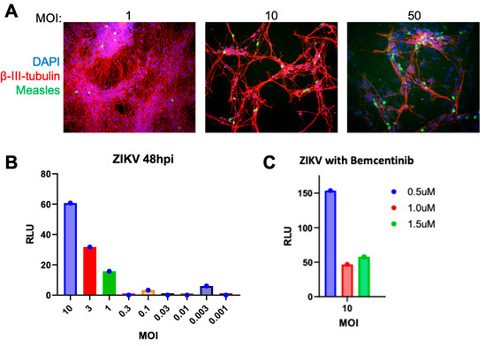 A More Rapid Method for Culturing LUHMES-Derived Neurons Provides ...