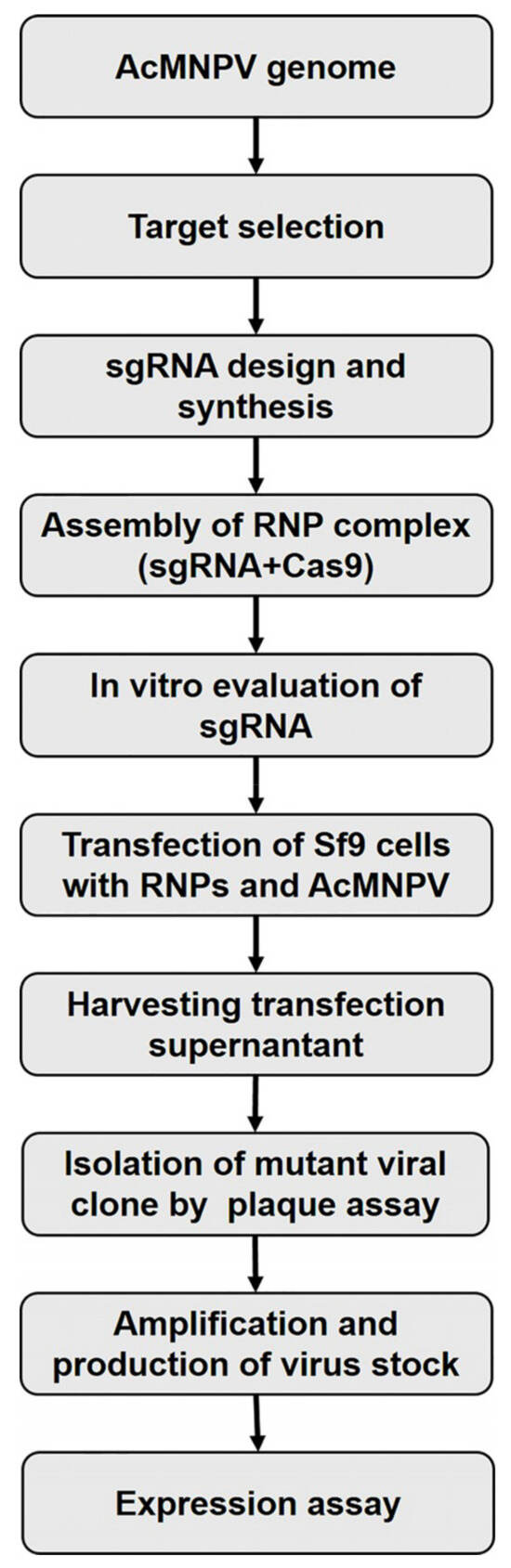 CRISPR/Cas9-Driven Engineering of AcMNPV Using Dual gRNA for Optimized ...