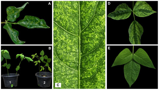 Deciphering Cowpea Resistance to Potyvirus: Assessment of eIF4E Gene ...