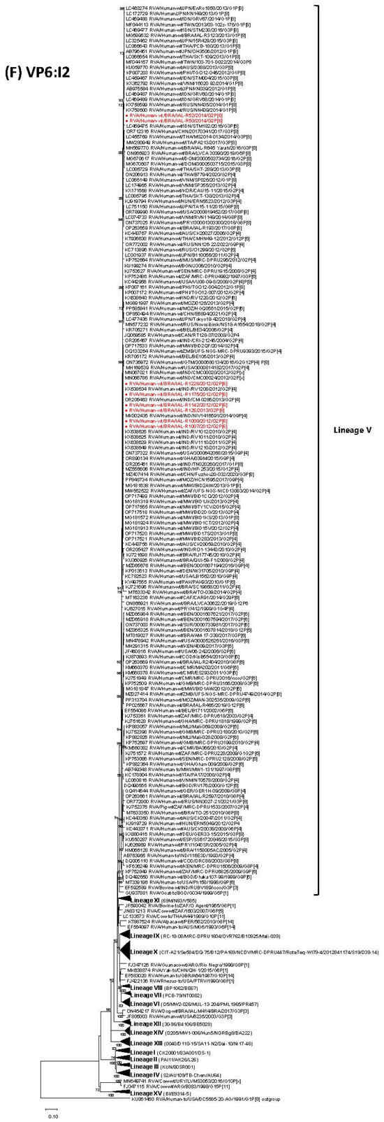 Unveiling the Genomic Landscape of G2P[6] Rotavirus a Strains in Brazil ...