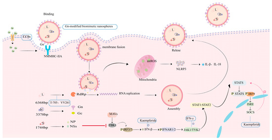 Recent Advances in Therapeutics for Severe Fever with Thrombocytopenia ...