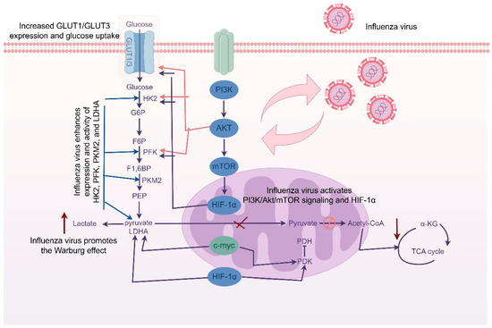 Metabolic Hostile Takeover: How Influenza Virus Reprograms Cellular ...