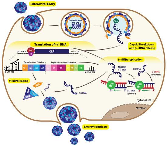 Roles of RNA Structures in the Genome Translation of (+) Sense RNA Viruses