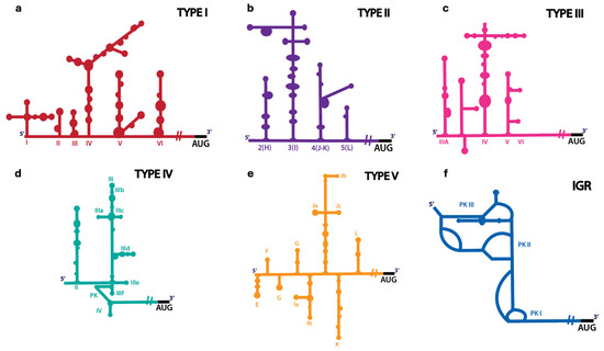 Roles of RNA Structures in the Genome Translation of (+) Sense RNA Viruses