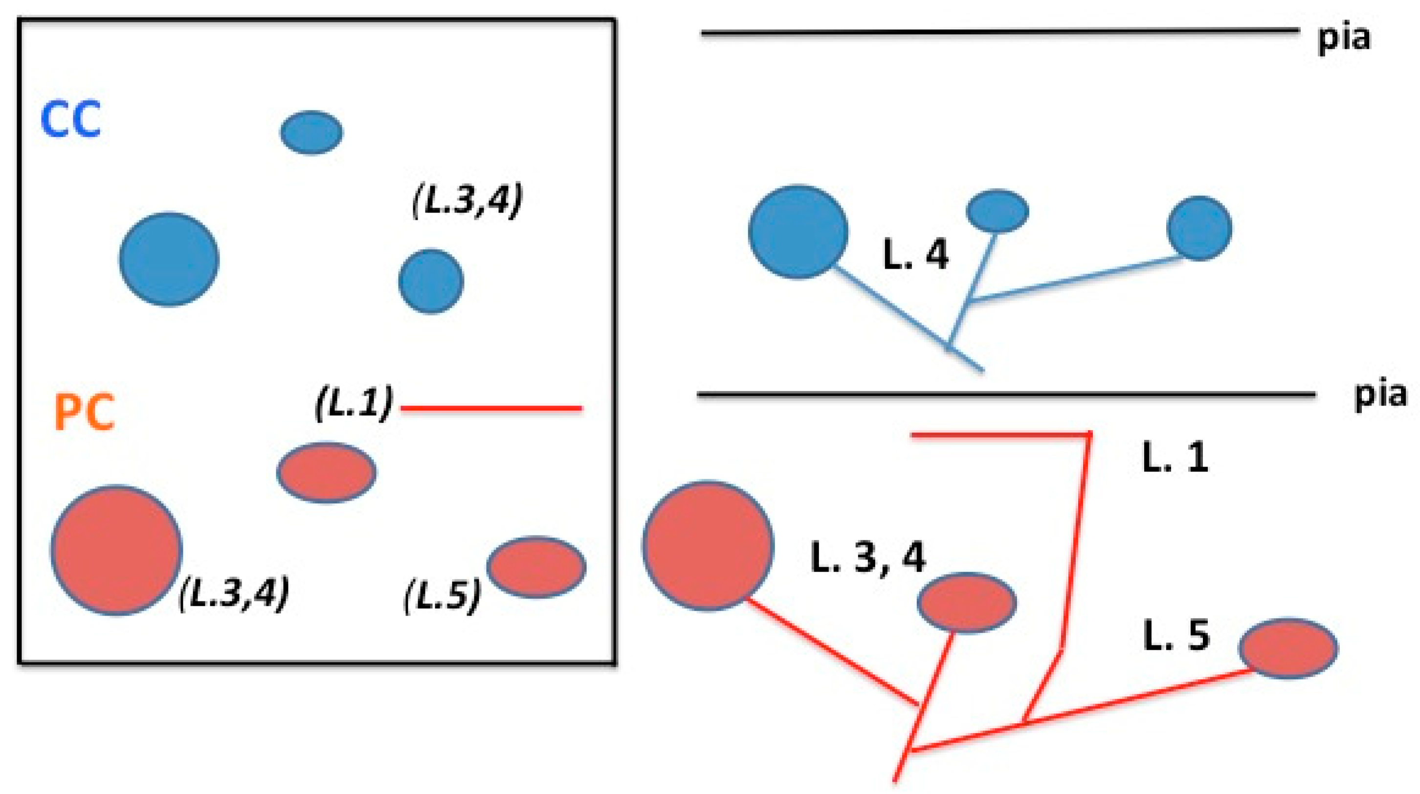 Distinctive Spatial and Laminar Organization of Single Axons from ...