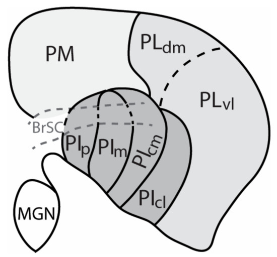 The Evolution of the Pulvinar Complex in Primates and Its Role in the ...