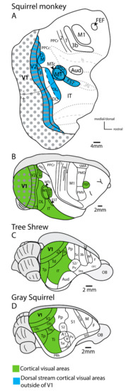Vision | Special Issue : Role of the Pulvinar in Visual Processing