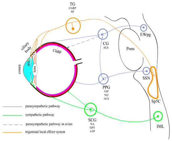 Ciliary Ganglion Pathways