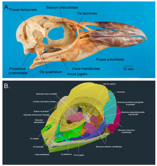 An Overview of the Penguin Visual System